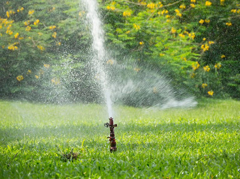 Use Water Wisely - Native Garden Designs