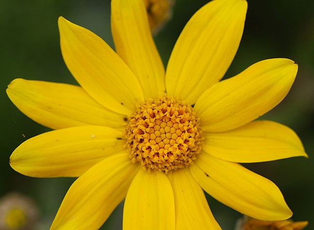 Portland - Native Garden Designs